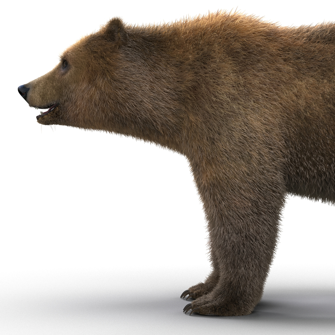 3d model brown bear fur