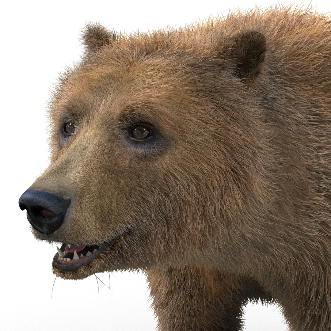 3d model brown bear fur