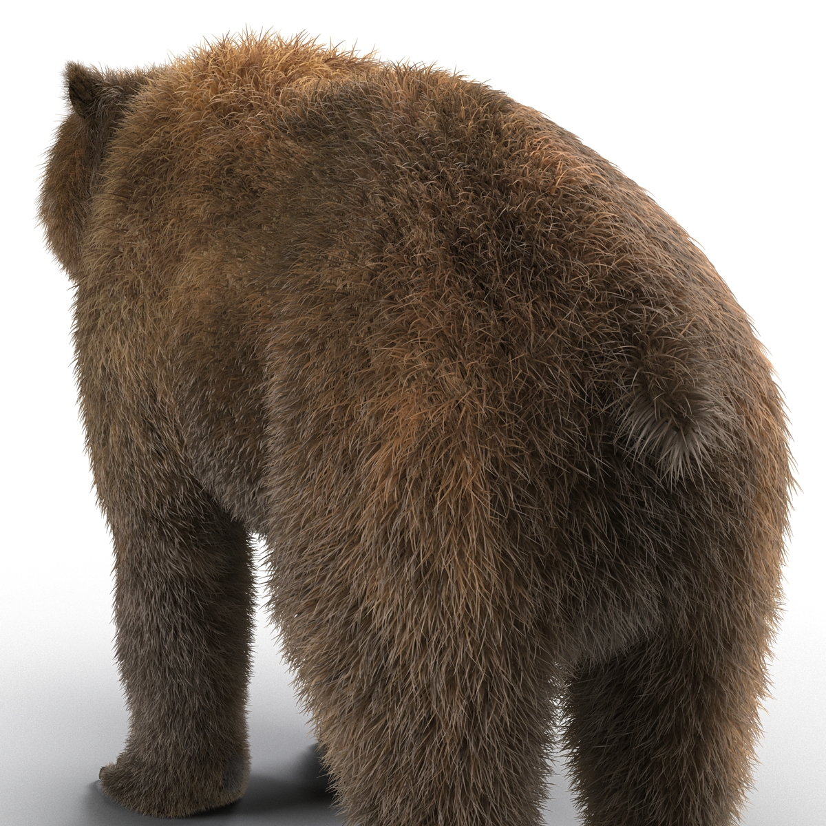 3d model brown bear fur