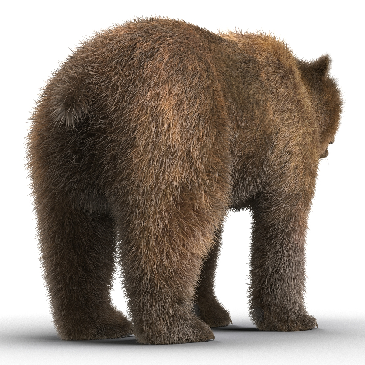 3d model brown bear fur