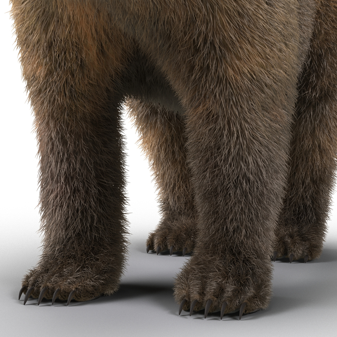 3d model brown bear fur