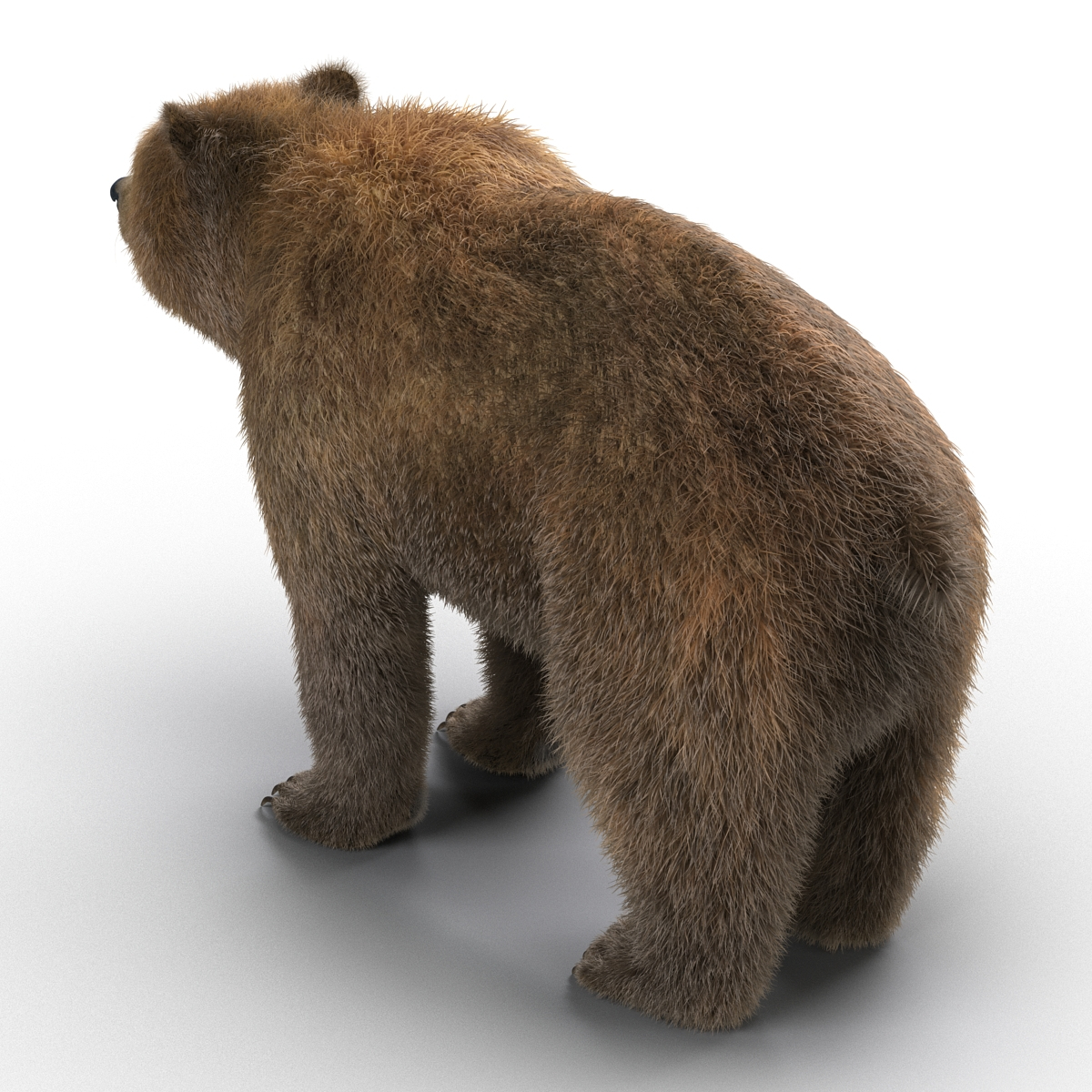 3d model brown bear fur