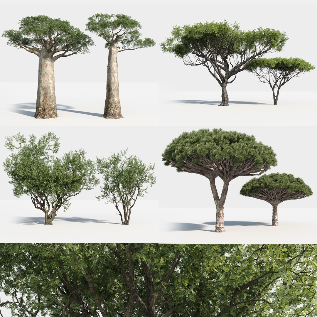 Plants Africa Trees Growfx Model - TurboSquid 1516628