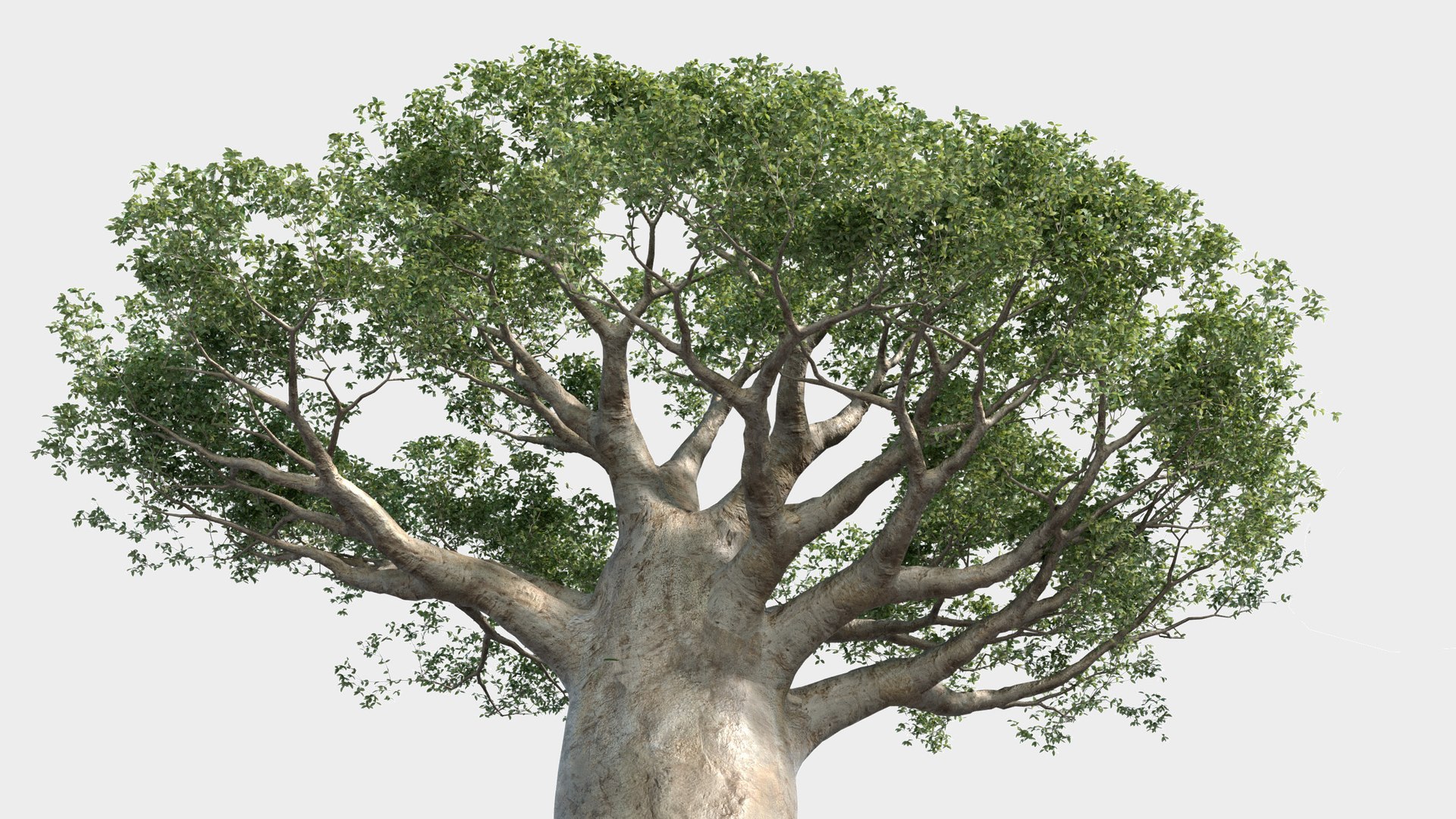 Plants Africa Trees Growfx Model - TurboSquid 1516628