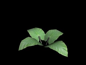 Free 3D Leaf Models - Available For Download On TurboSquid