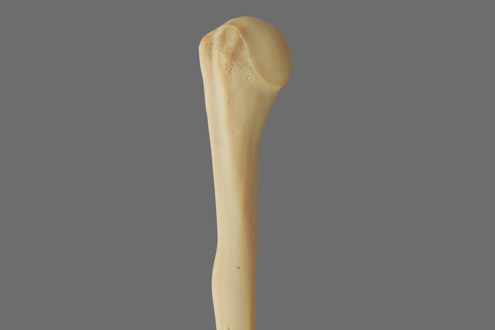 Humerus Anatomy Modeled 3D Model - TurboSquid 1384910