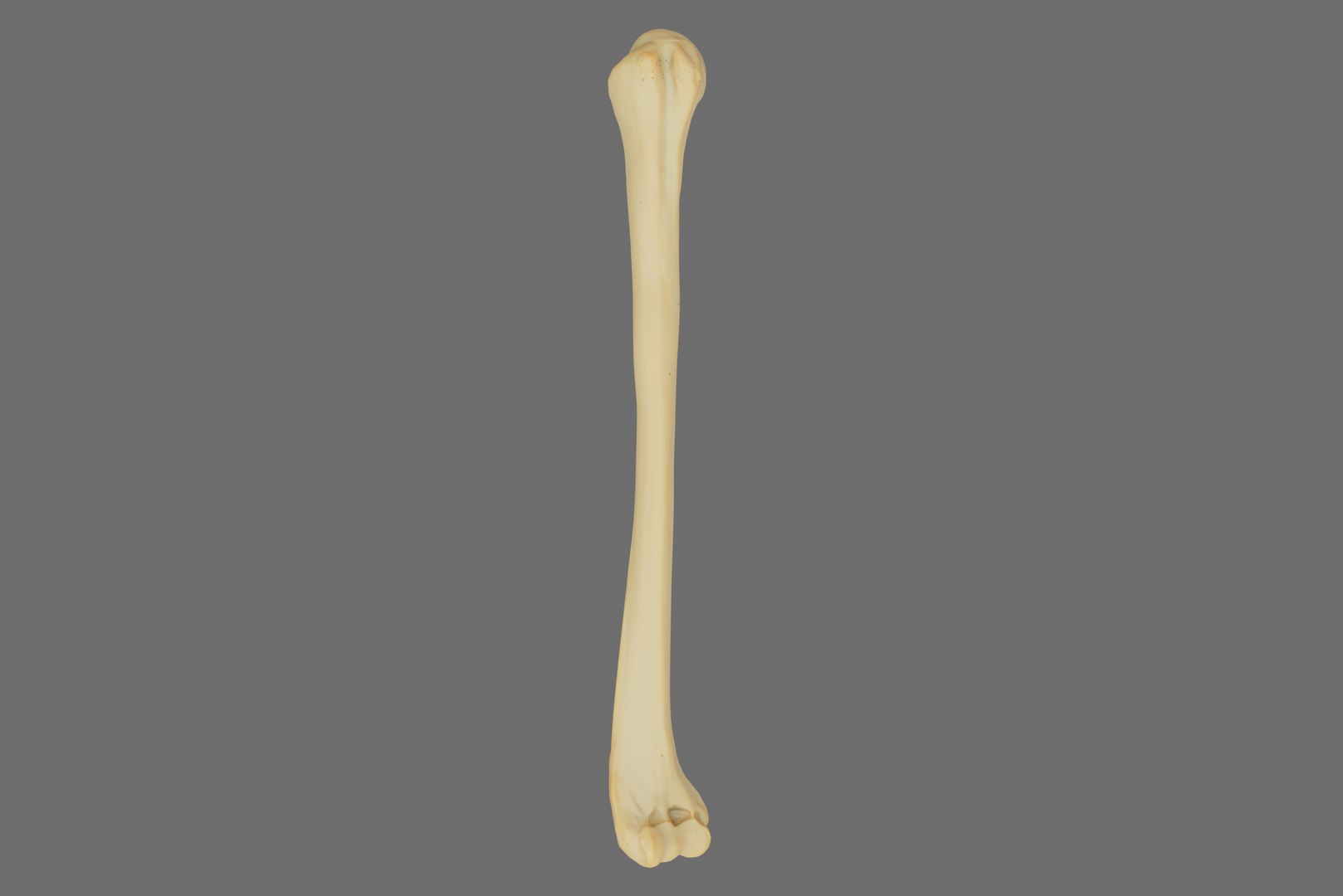 Humerus Anatomy Modeled 3D Model - TurboSquid 1384910