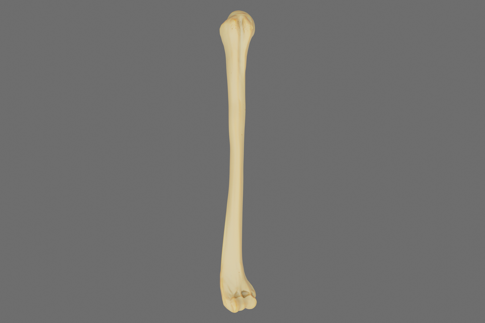 Humerus anatomy modeled 3D model - TurboSquid 1384910