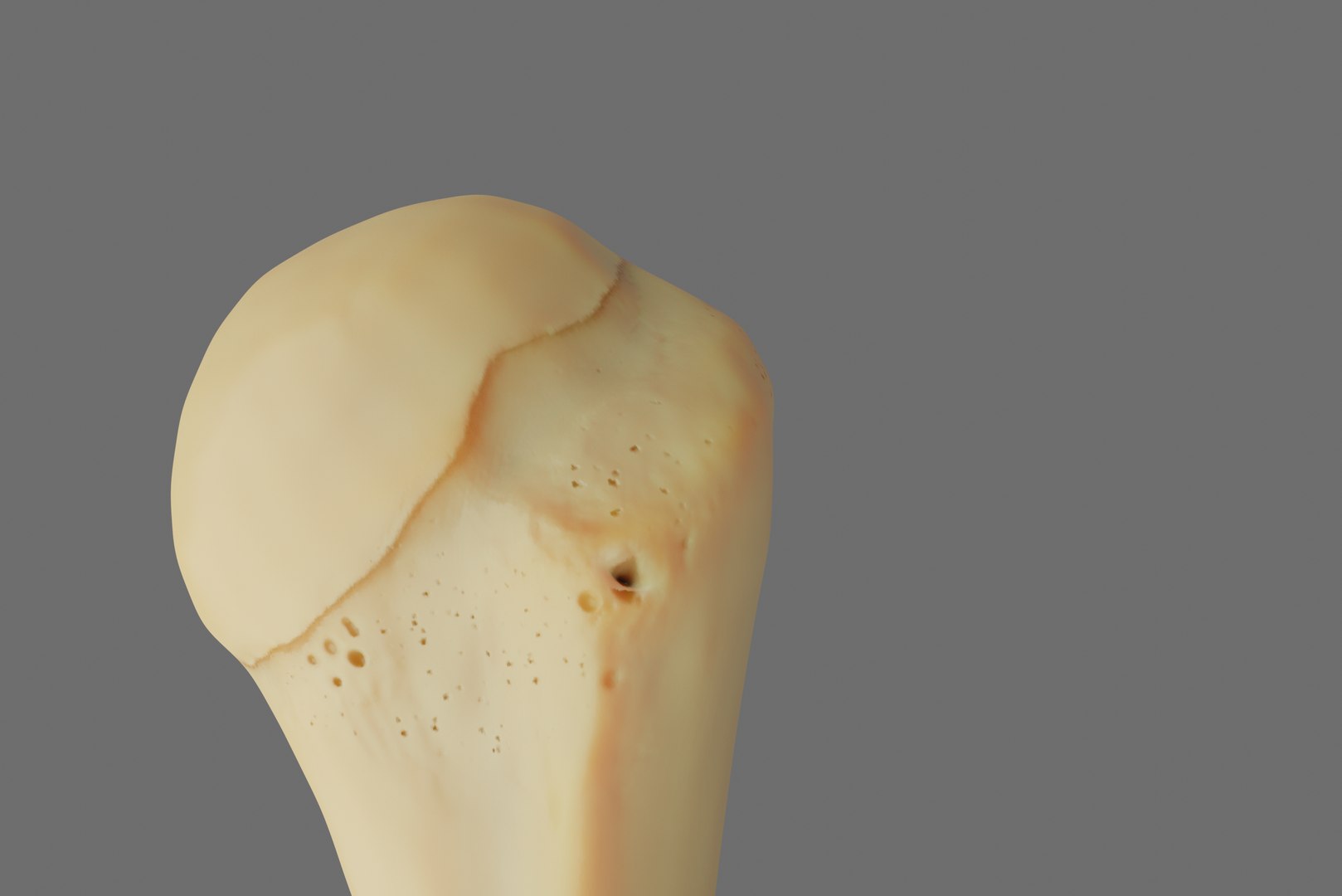 Humerus Anatomy Modeled 3D Model - TurboSquid 1384910