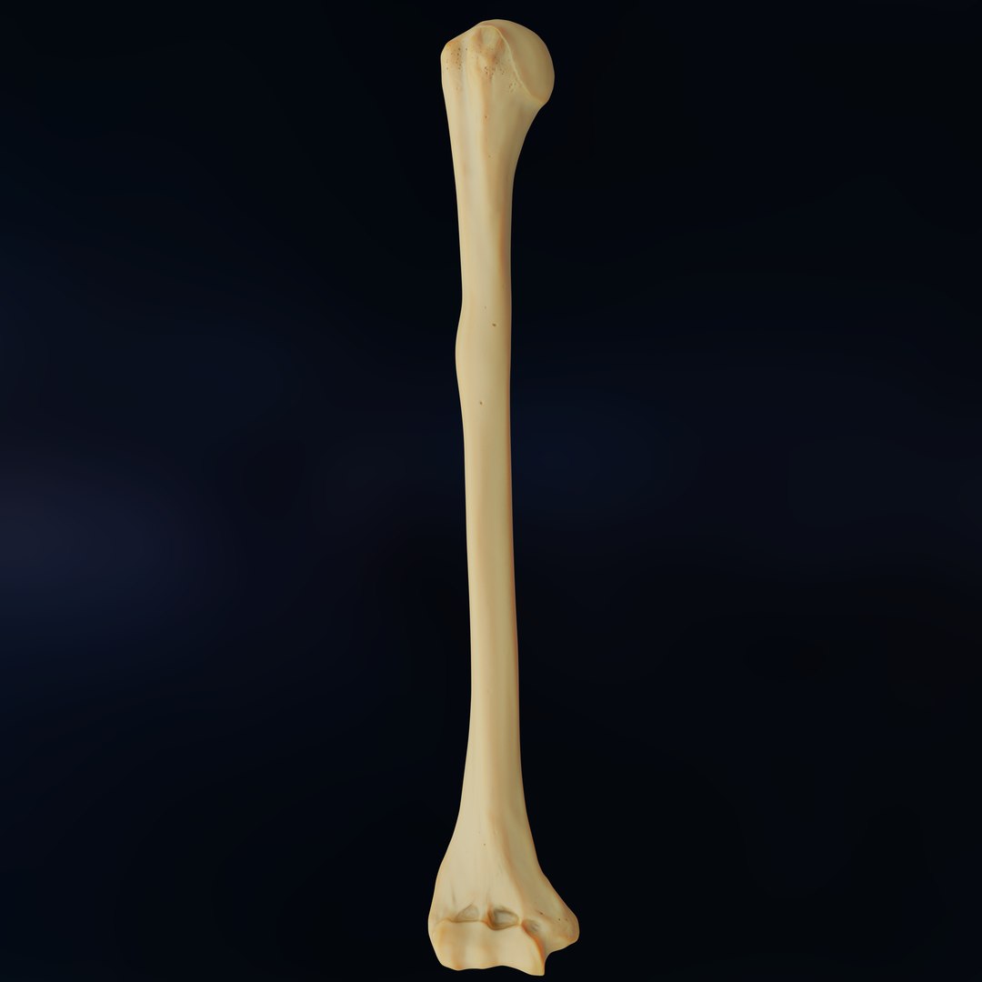 Humerus Anatomy Modeled 3D Model - TurboSquid 1384910
