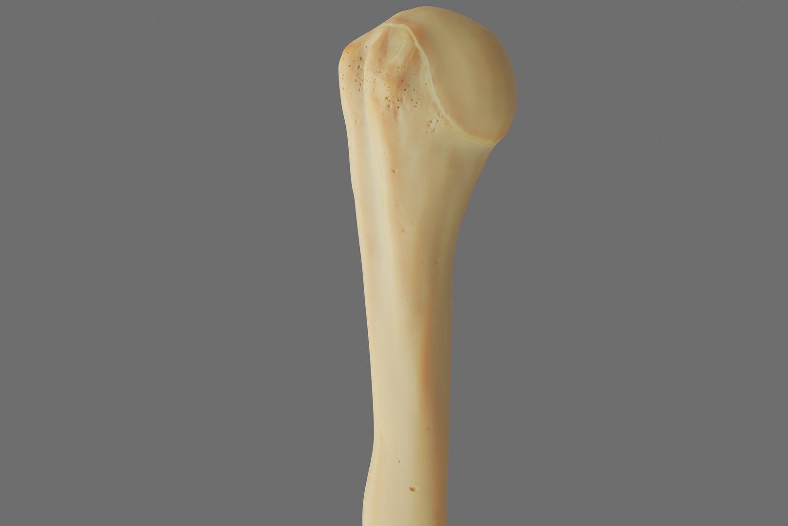 Humerus Anatomy Modeled 3D Model - TurboSquid 1384910