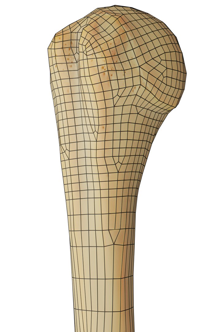 Humerus Anatomy Modeled 3D Model - TurboSquid 1384910