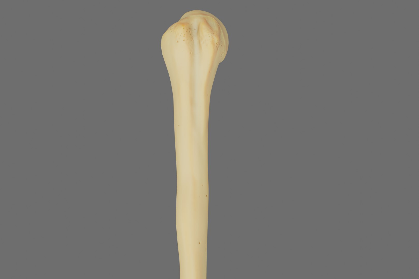 Humerus Anatomy Modeled 3D Model - TurboSquid 1384910