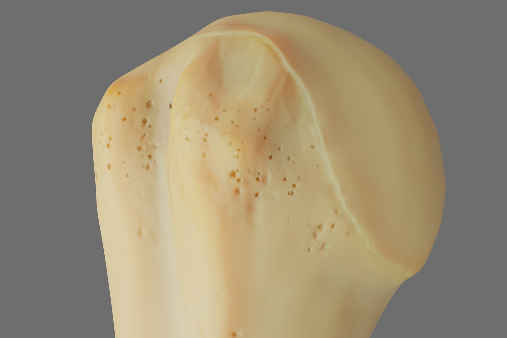 Humerus Anatomy Modeled 3D Model - TurboSquid 1384910