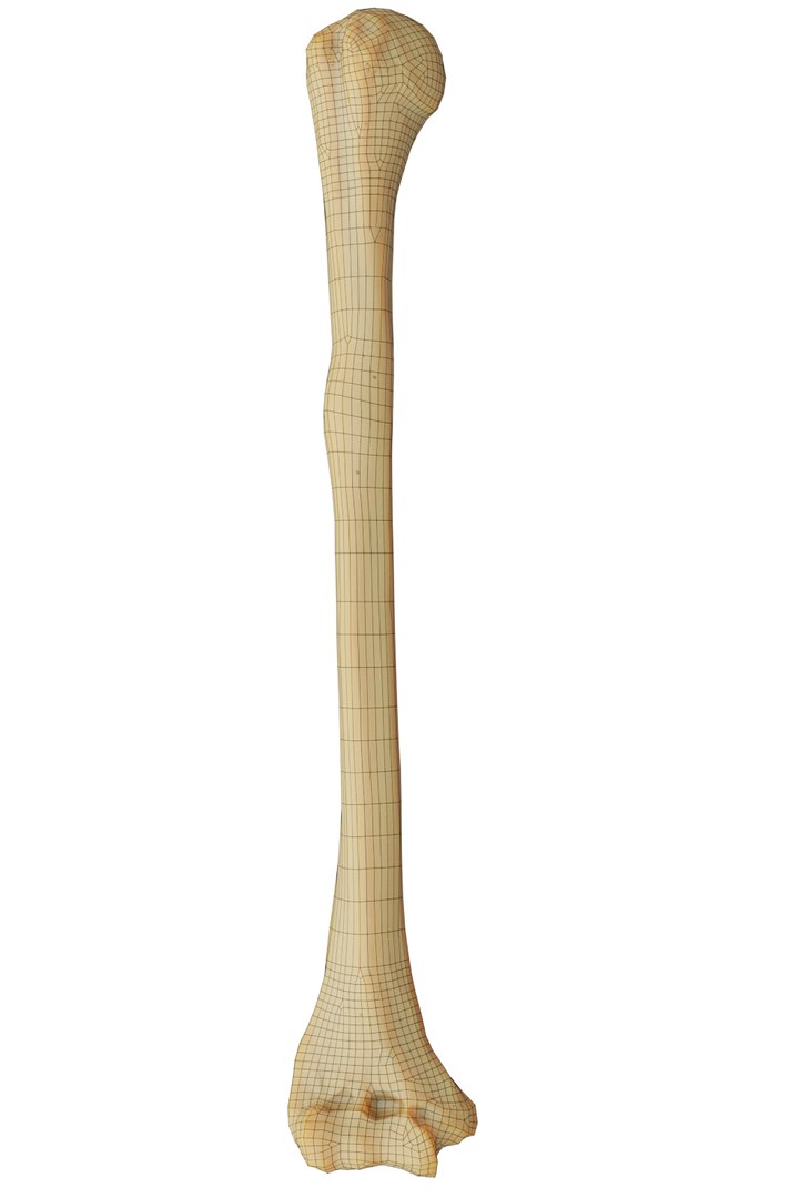 Humerus Anatomy Modeled 3D Model - TurboSquid 1384910