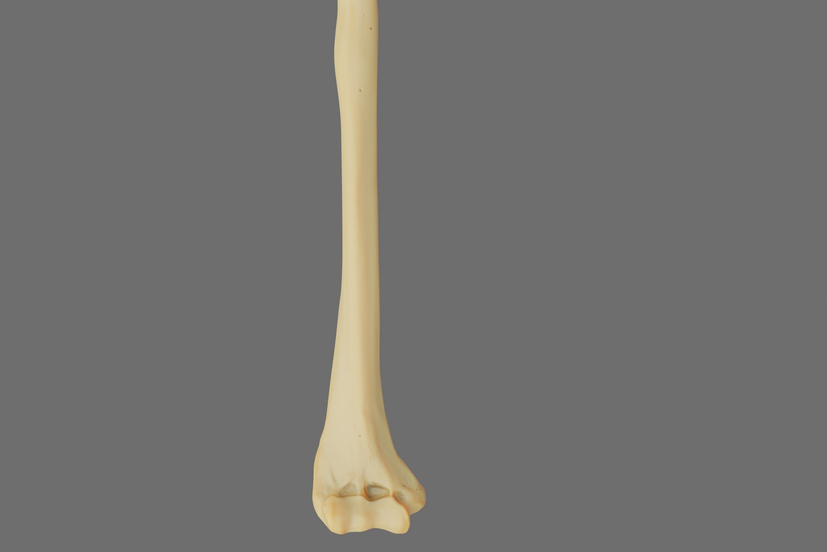 Humerus Anatomy Modeled 3D Model - TurboSquid 1384910