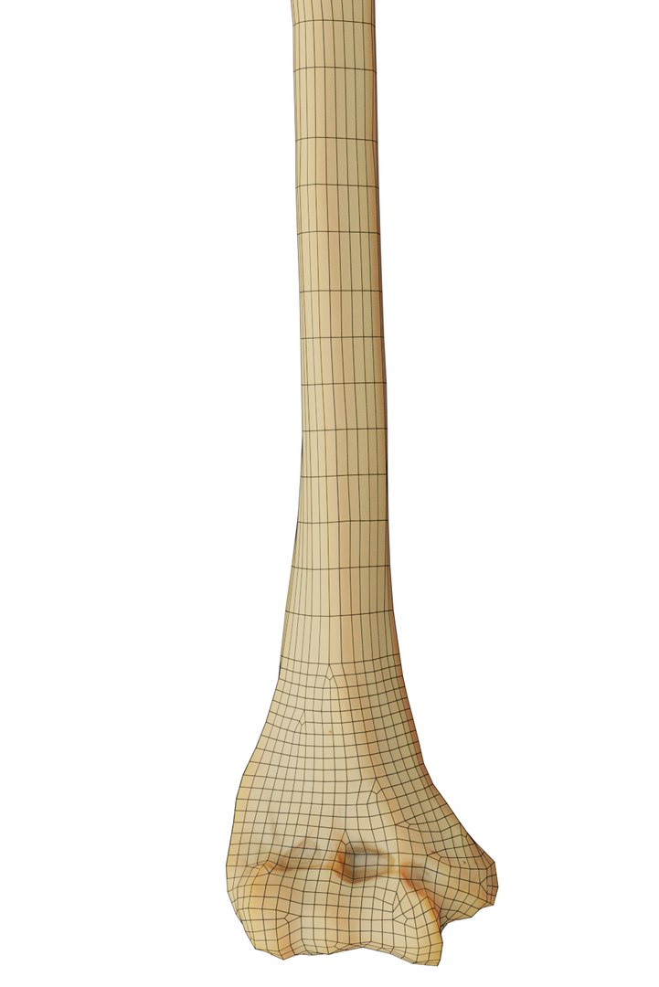 Humerus Anatomy Modeled 3D Model - TurboSquid 1384910