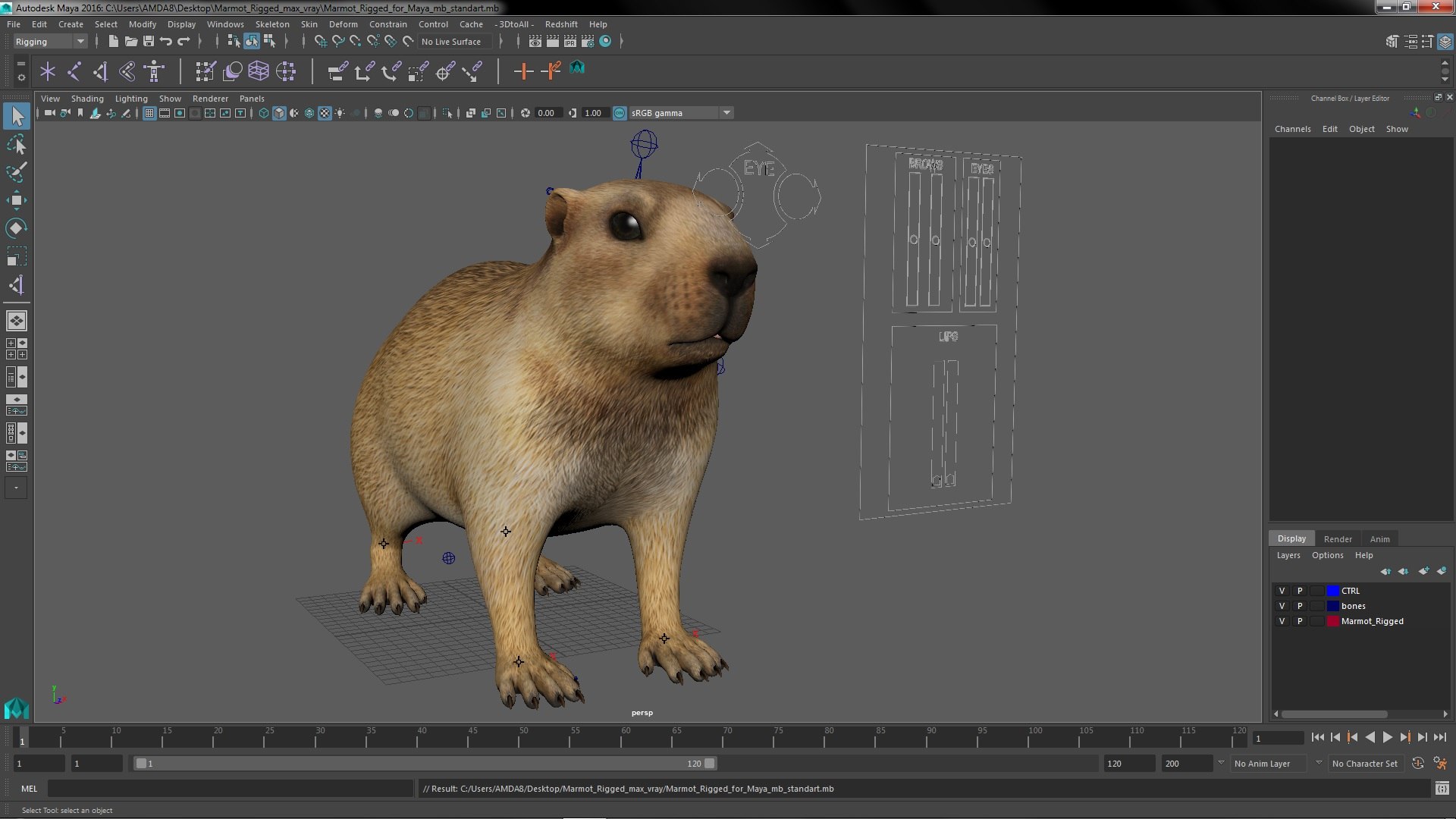 Marmot Rigged For Maya 3D Model - TurboSquid 1971860
