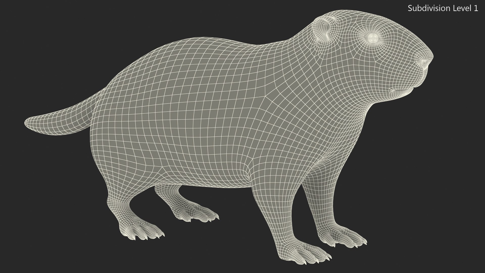 Marmot Rigged For Maya 3D Model - TurboSquid 1971860