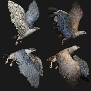 3D Hawk Models | TurboSquid