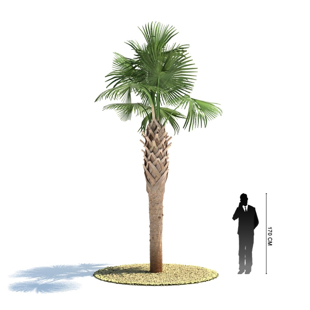 archmodels 85 trees 3d c4d