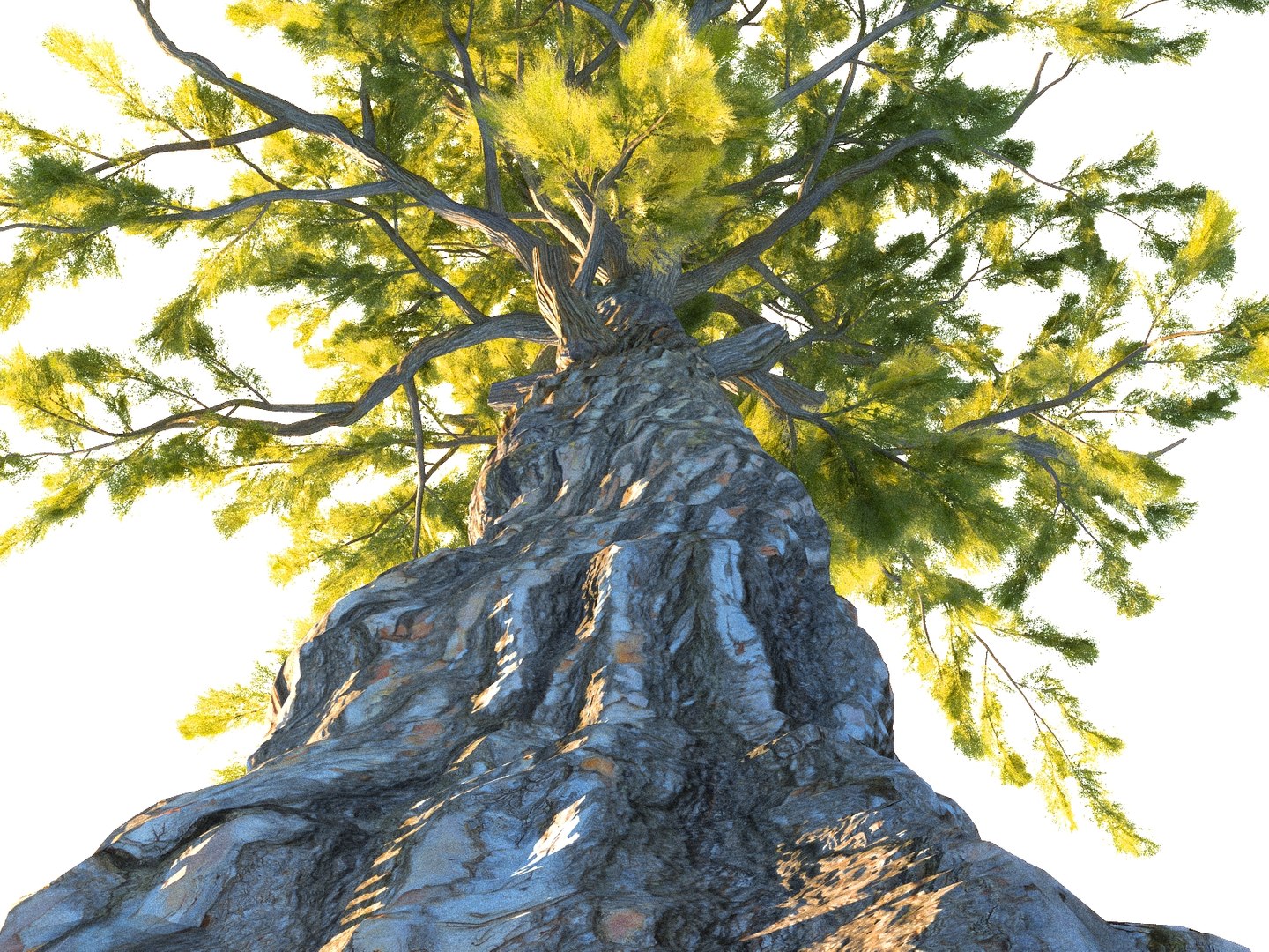 3D Model Pine Tree - TurboSquid 1368584