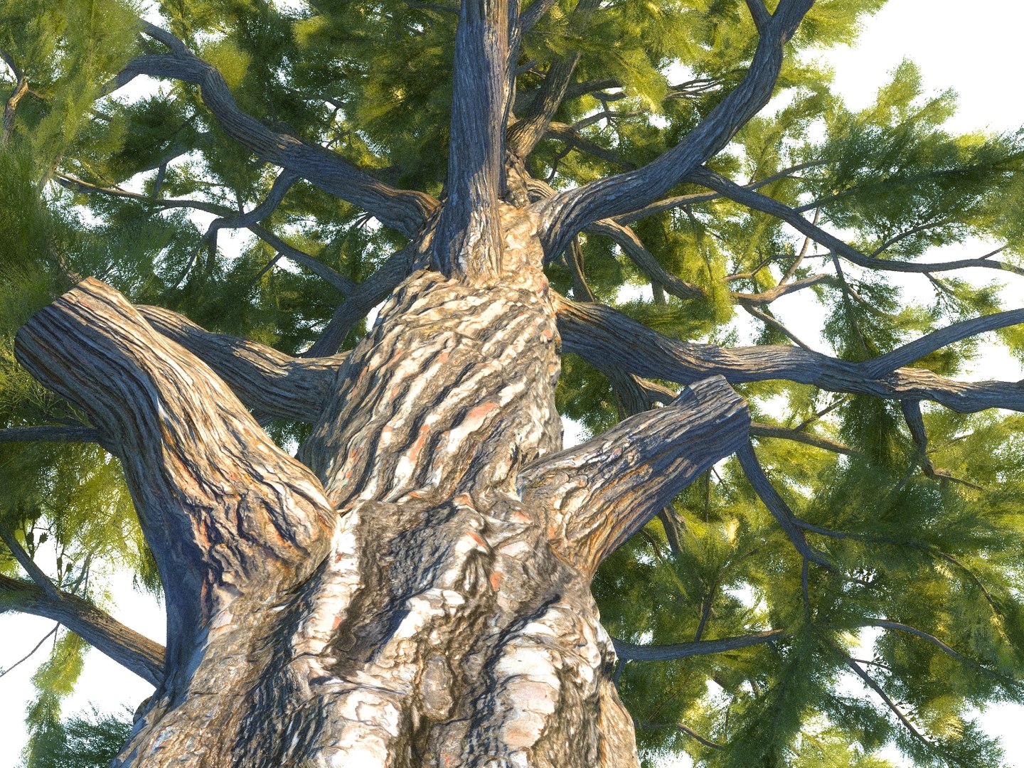 3D Model Pine Tree - TurboSquid 1368584