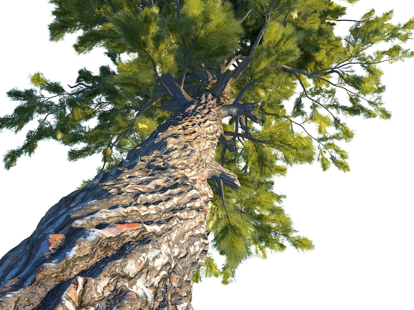 3D Model Pine Tree - TurboSquid 1368584