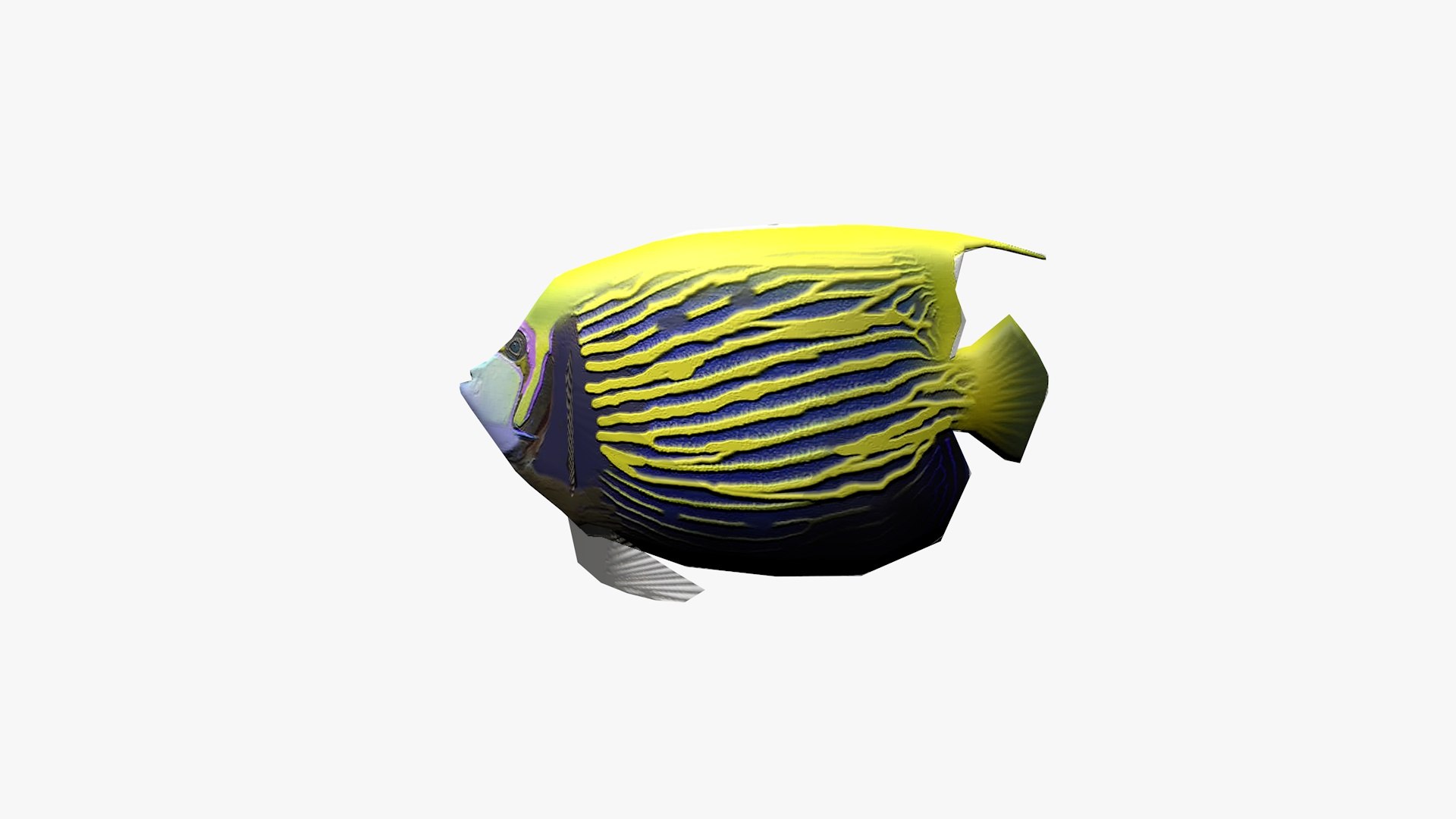Swimming Emperor Angel Fish Animation 3D Model - TurboSquid 1590064
