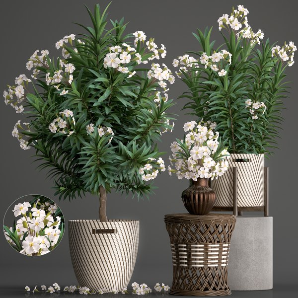 3D Oleander Models | TurboSquid