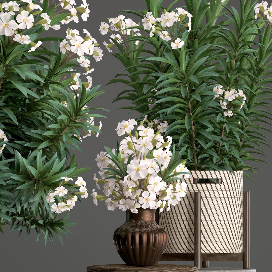 3D Nerium Oleander - TurboSquid 1370536