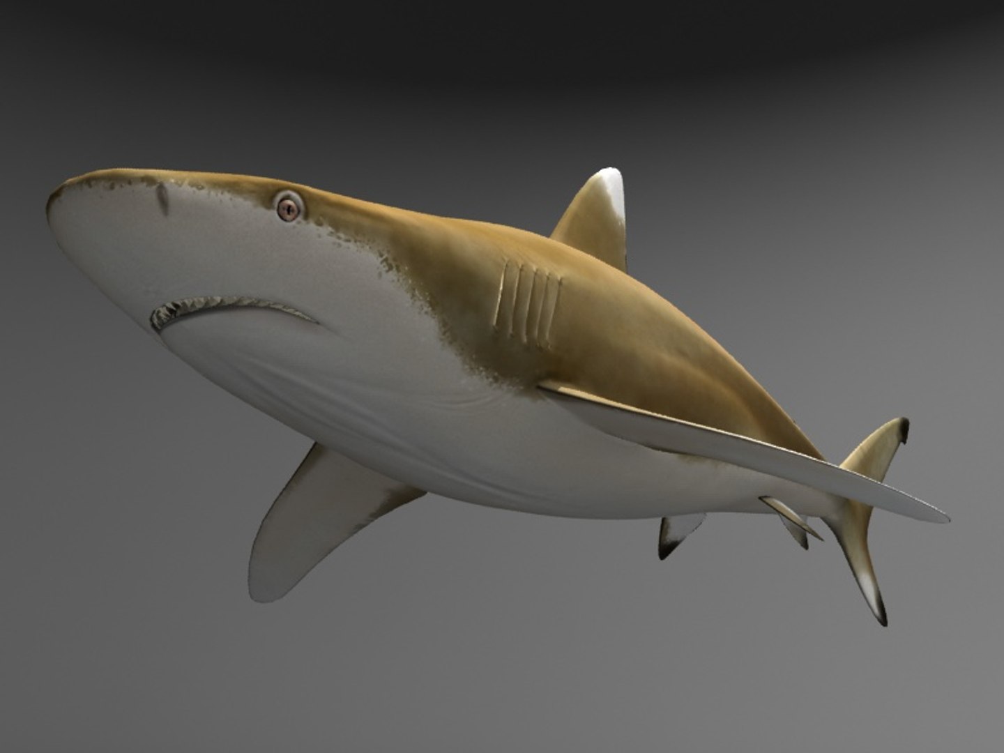 Max Oceanic Shark