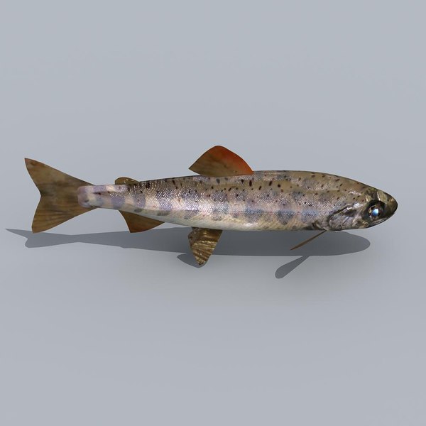 amago trout 3d model