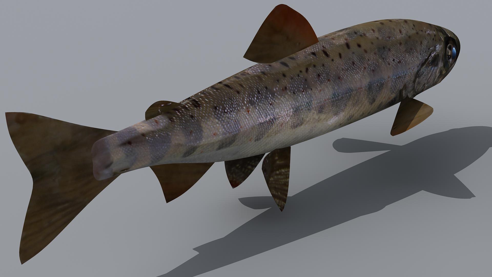 Amago Trout 3d Model