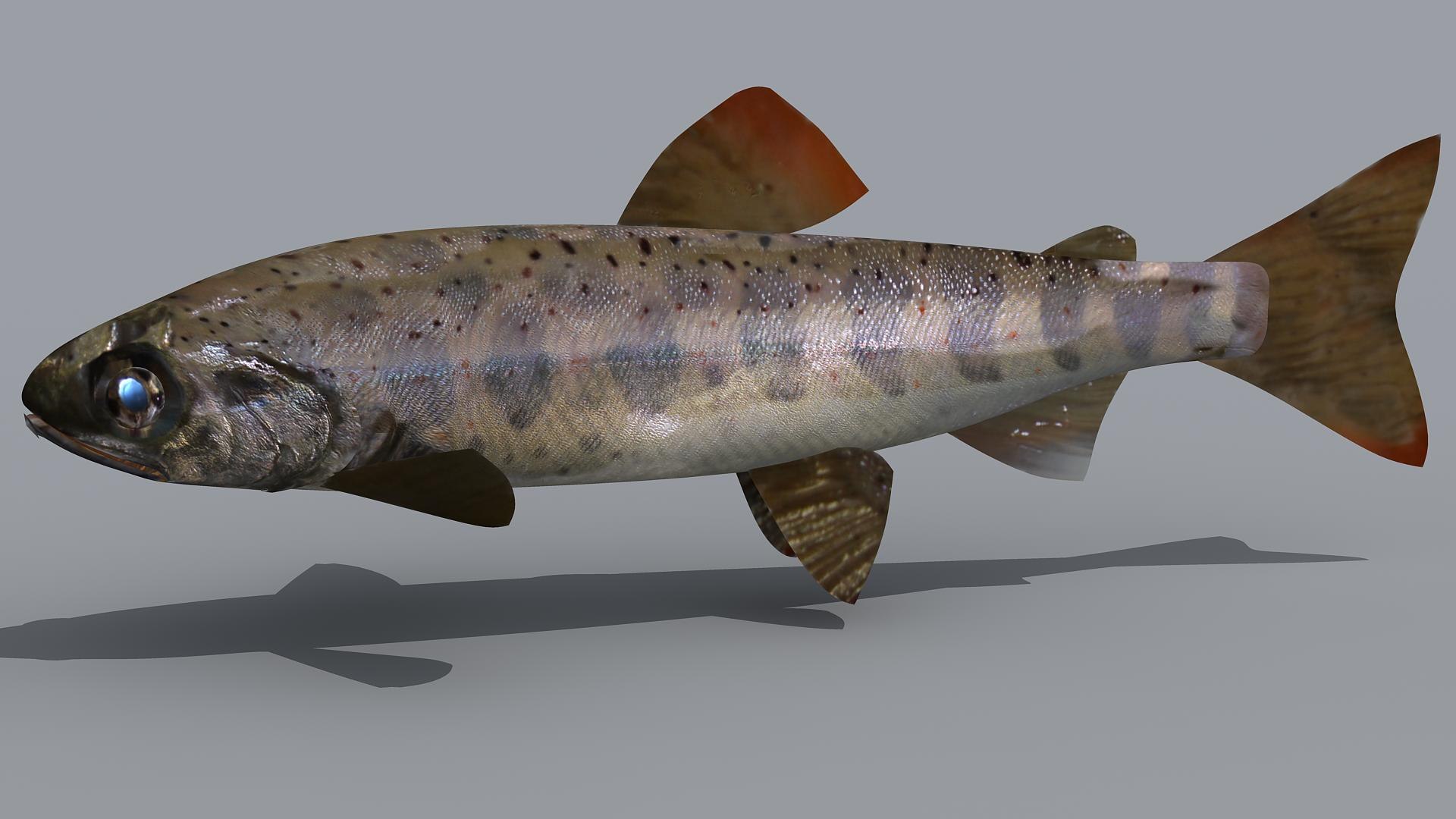 Amago Trout 3d Model