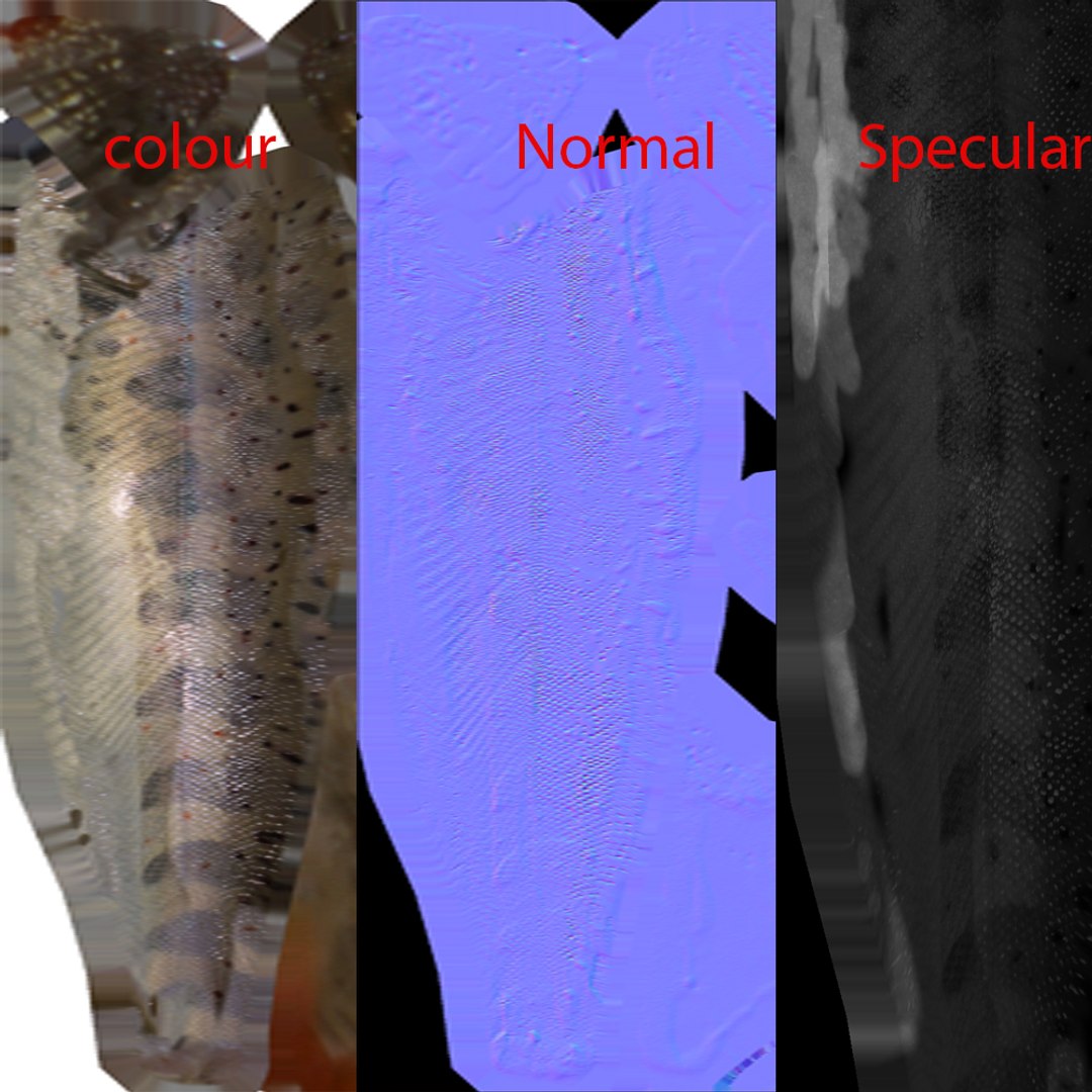 Amago Trout 3d Model