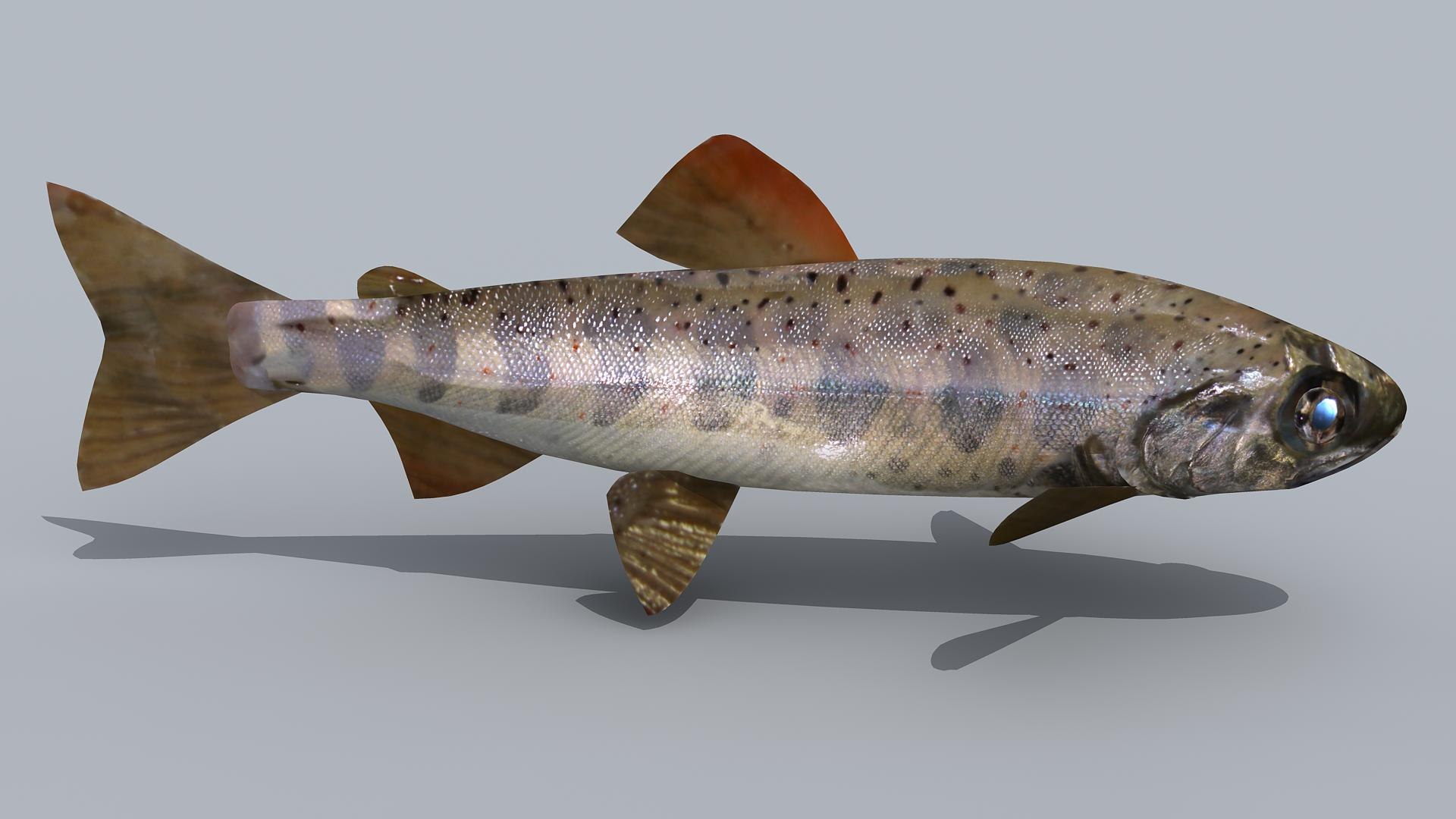 Amago Trout 3d Model