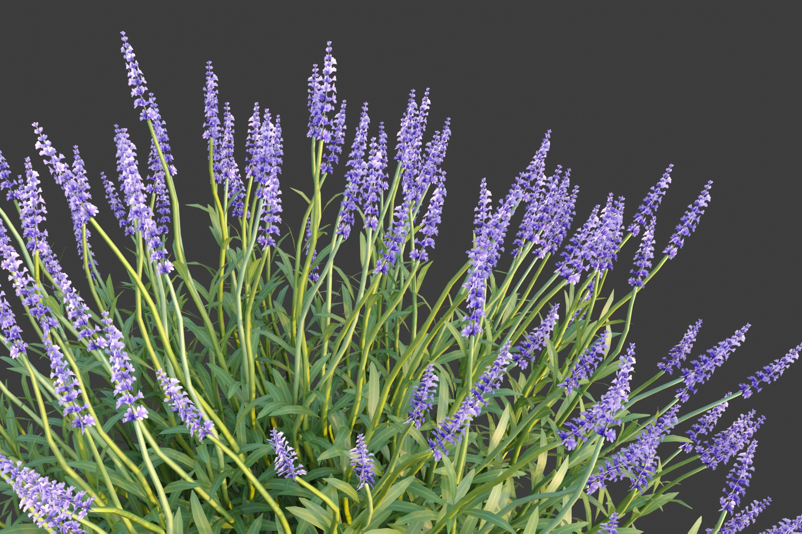 3D XfrogPlants Lavender - Lavandula Angustifolia model - TurboSquid 1734066