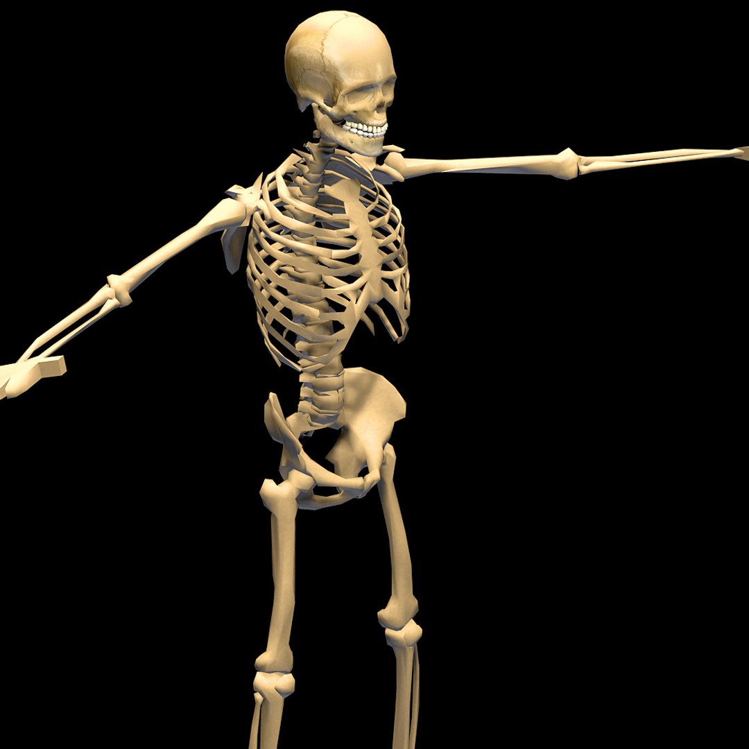 Human Skeleton 24 Animations 3d 3ds