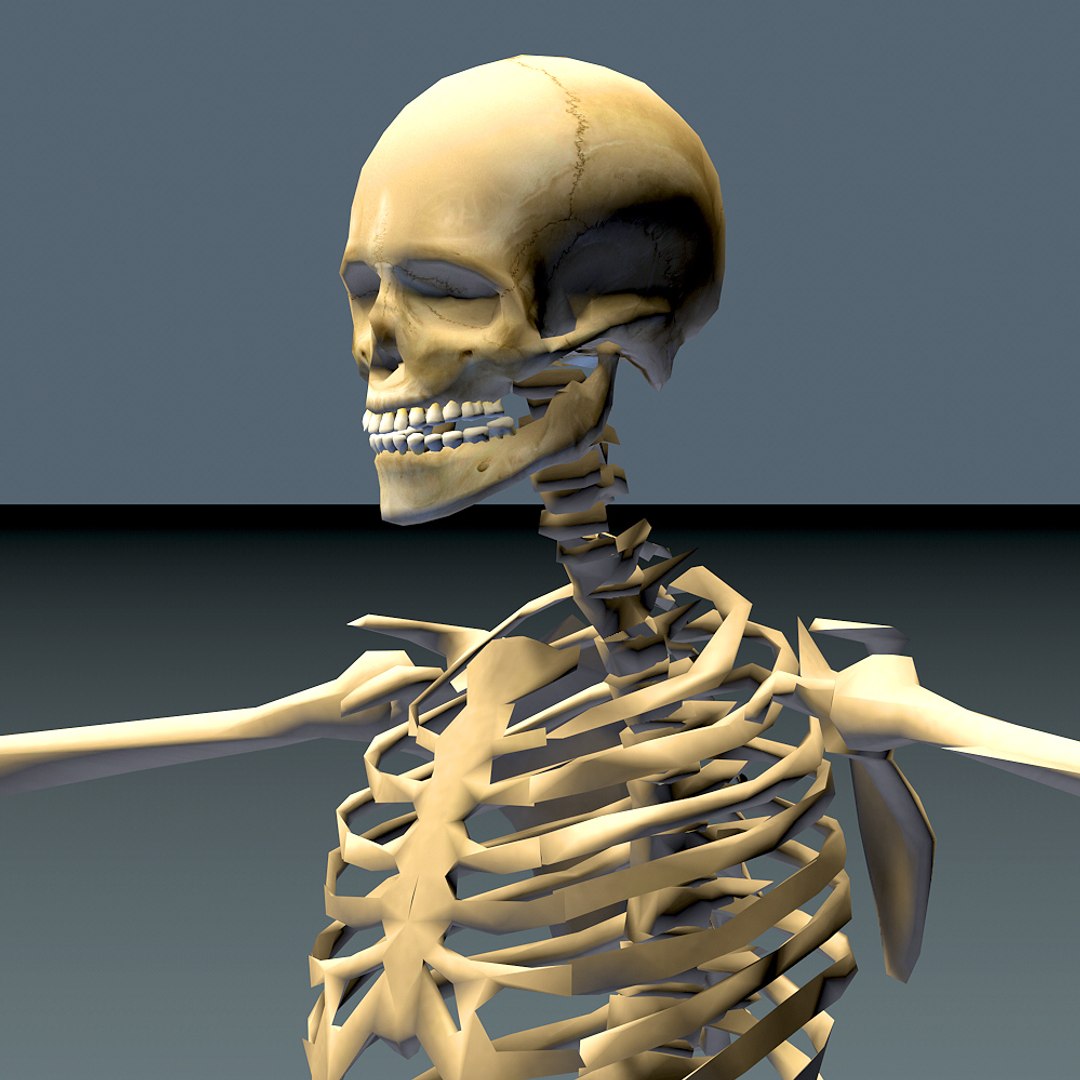 Human Skeleton 24 Animations 3d 3ds