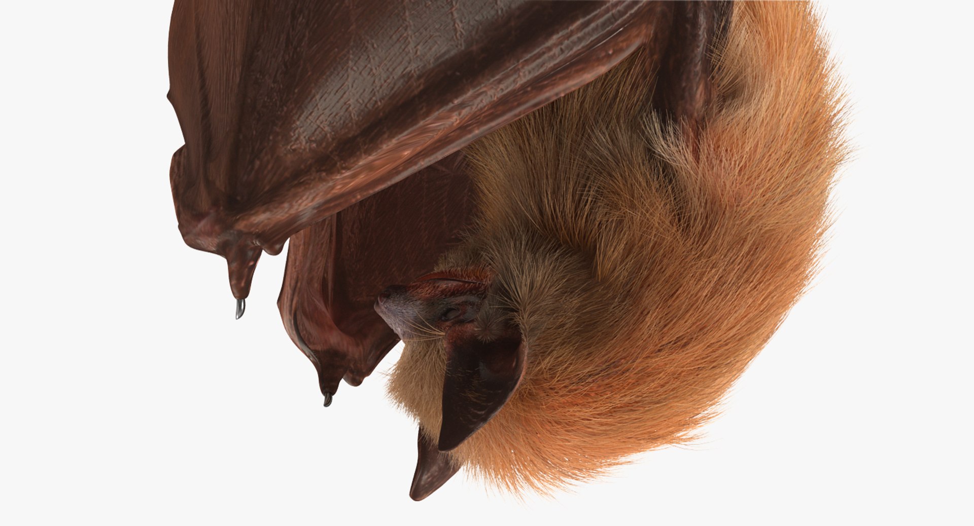 Hanging Bat Fur 3d Model