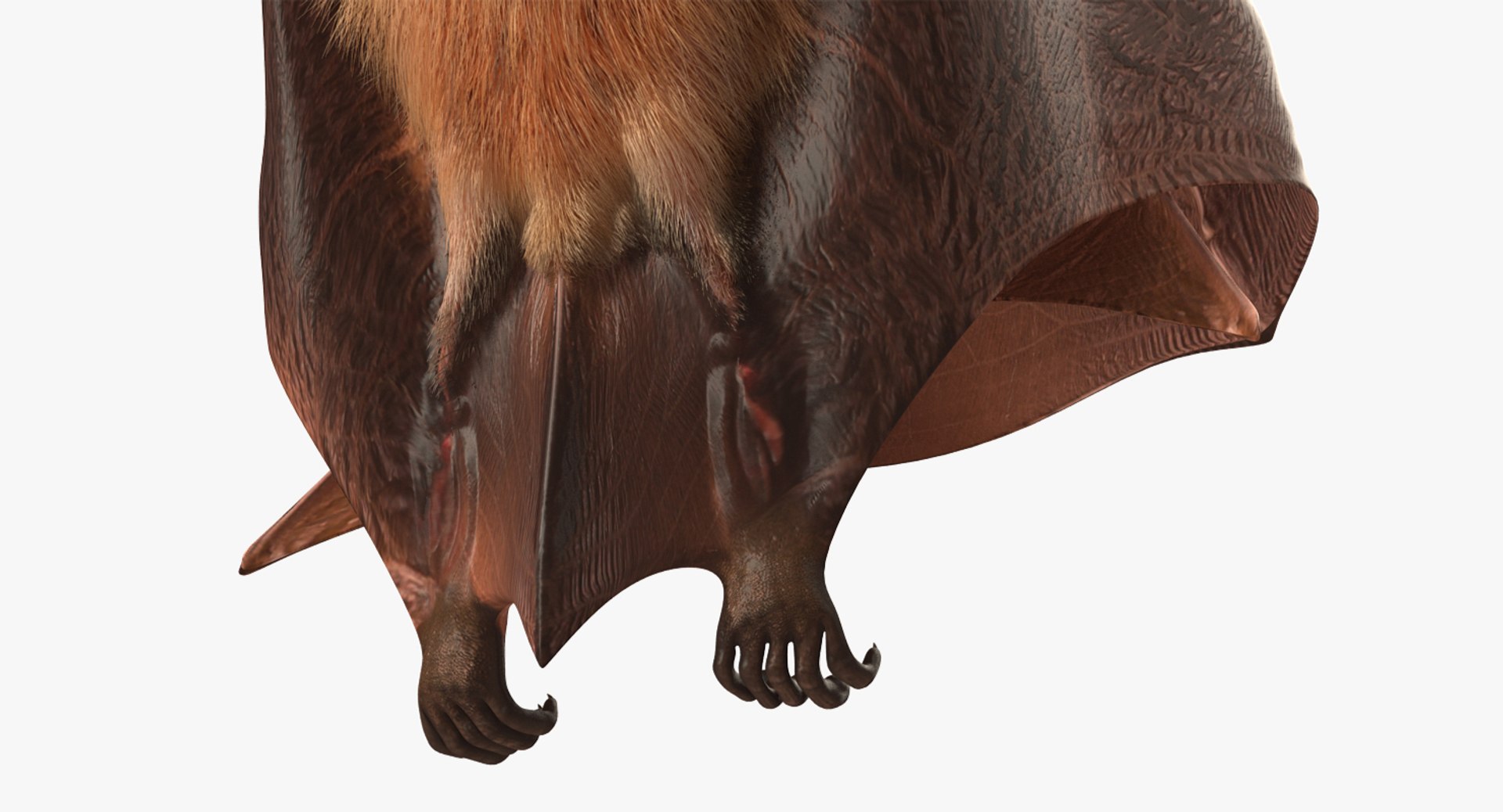 Hanging Bat Fur 3d Model