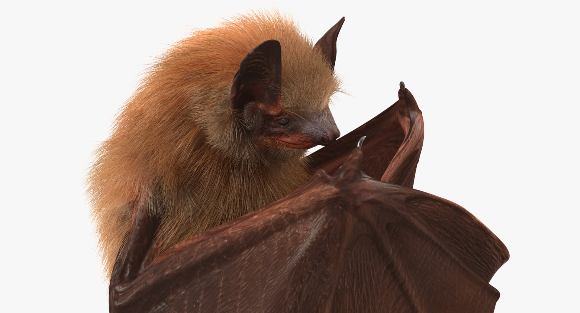 Hanging Bat Fur 3d Model