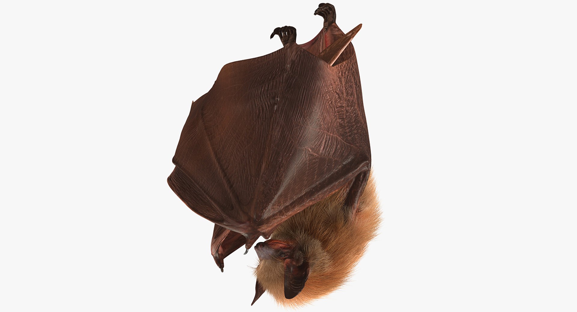 hanging bat fur 3d model
