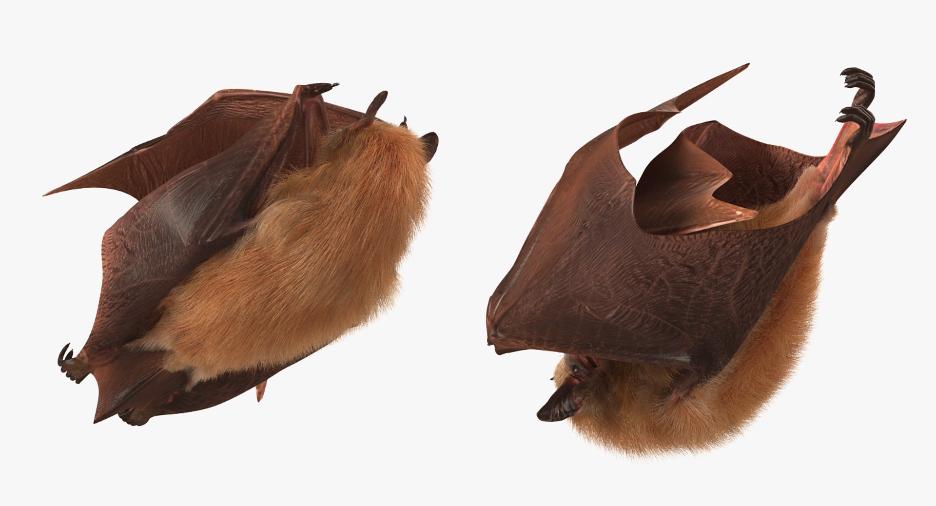Hanging Bat Fur 3d Model