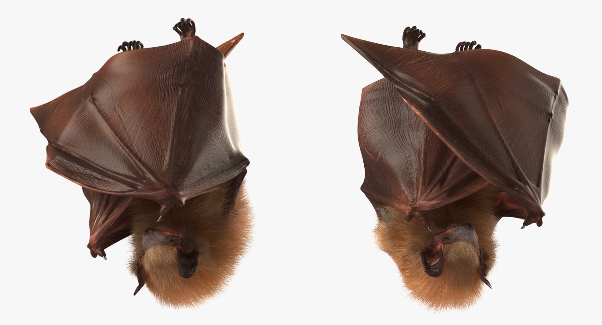 Hanging Bat Fur 3d Model