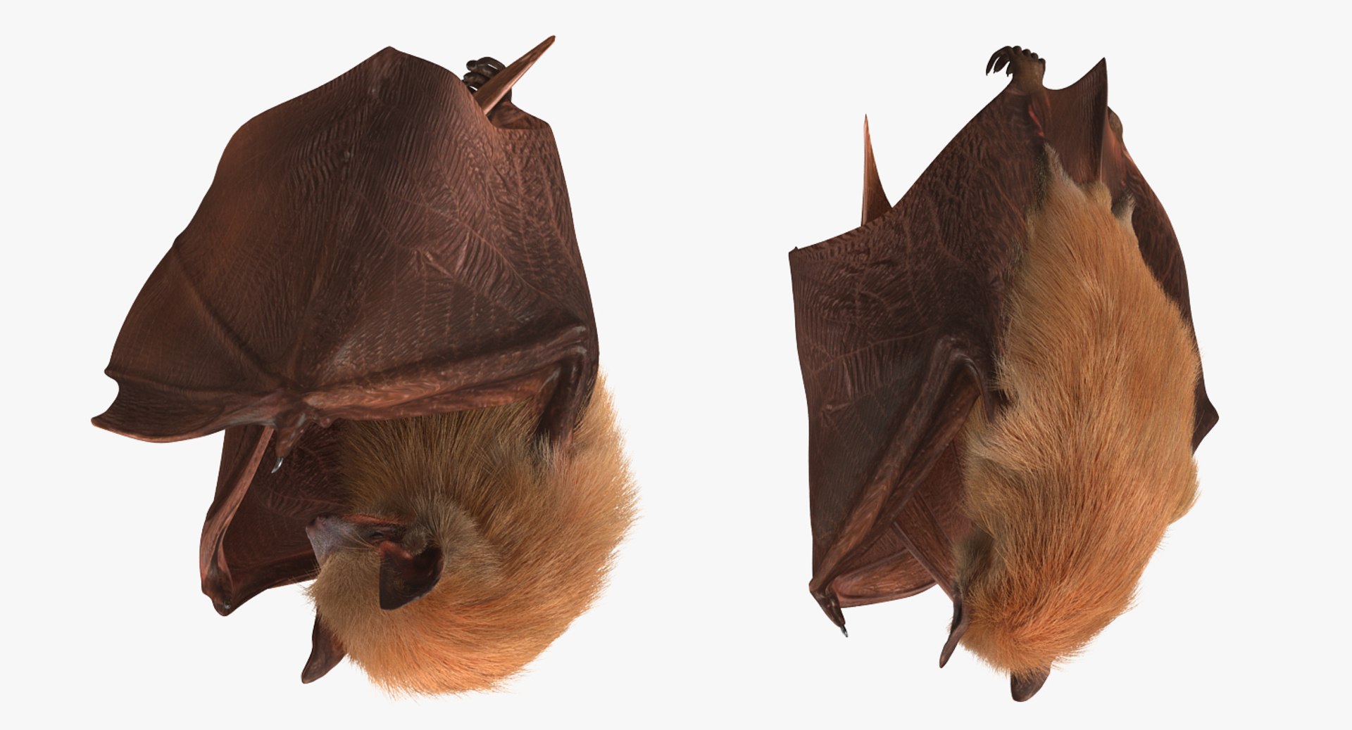Hanging Bat Fur 3d Model
