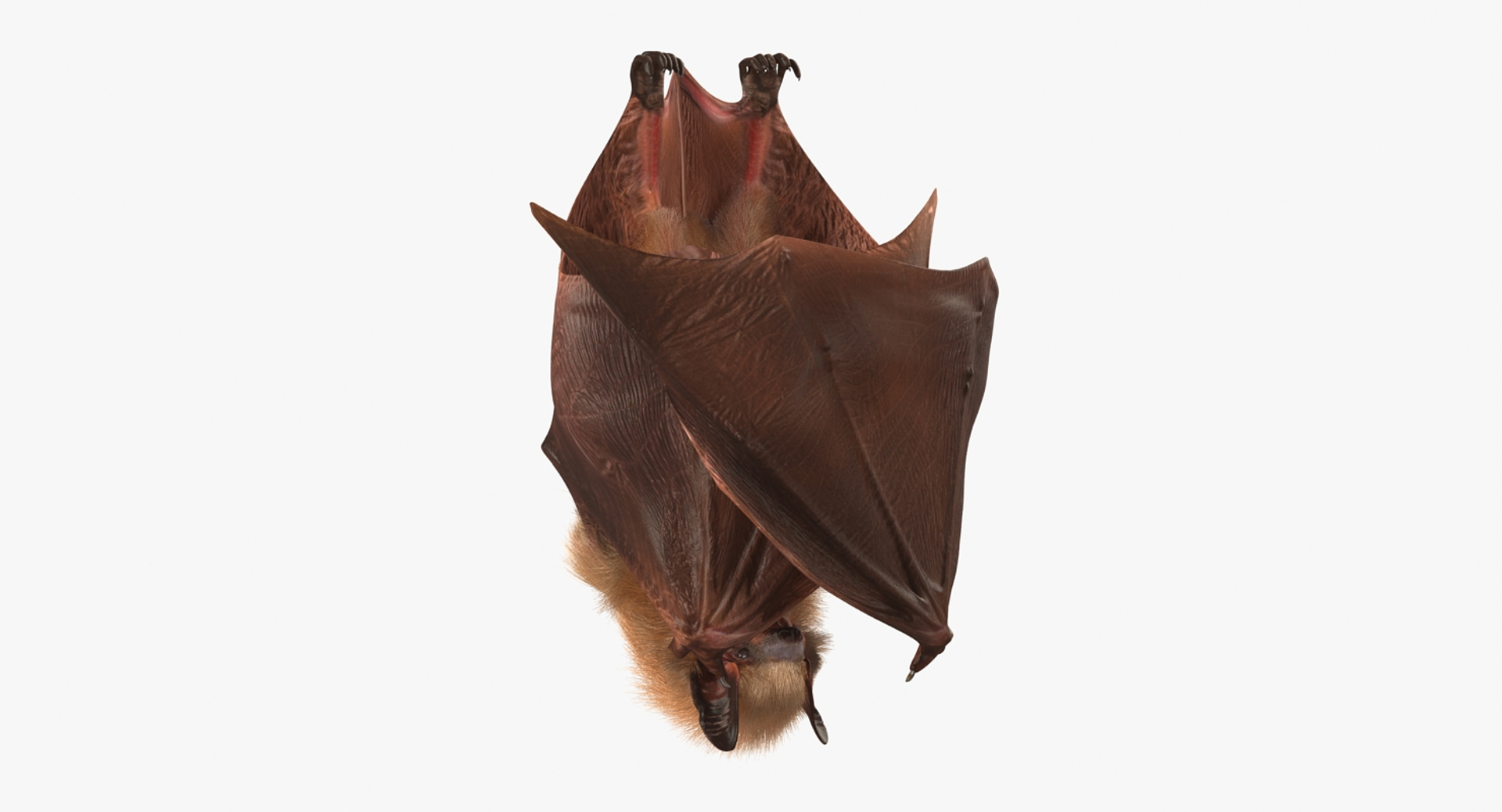 Hanging Bat Fur 3d Model