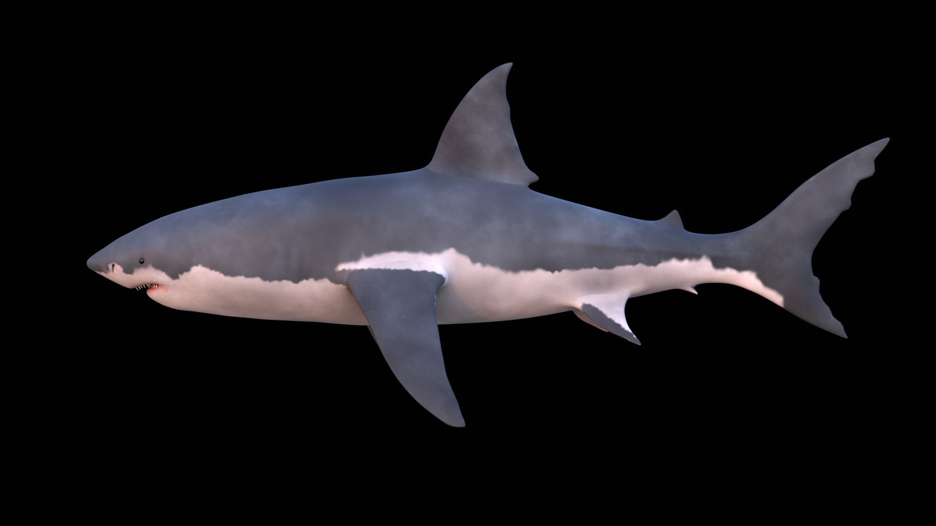 3D model Great White Shark - TurboSquid 2124451