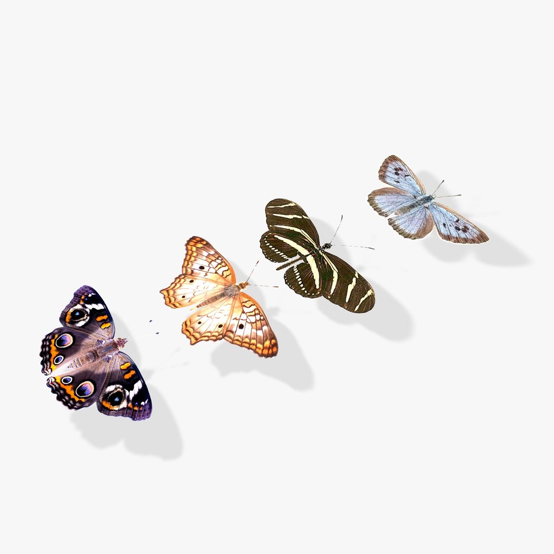 Simple Butterflies Animation 3D Model - TurboSquid 1441132